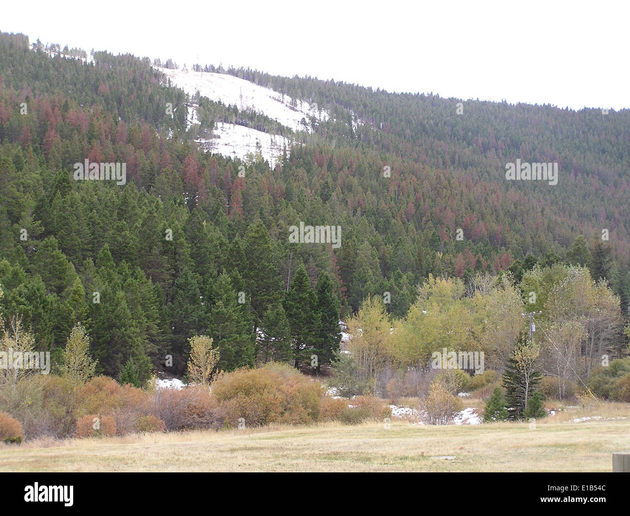 The mountain pine beetle infestation has impacted forests across the ...