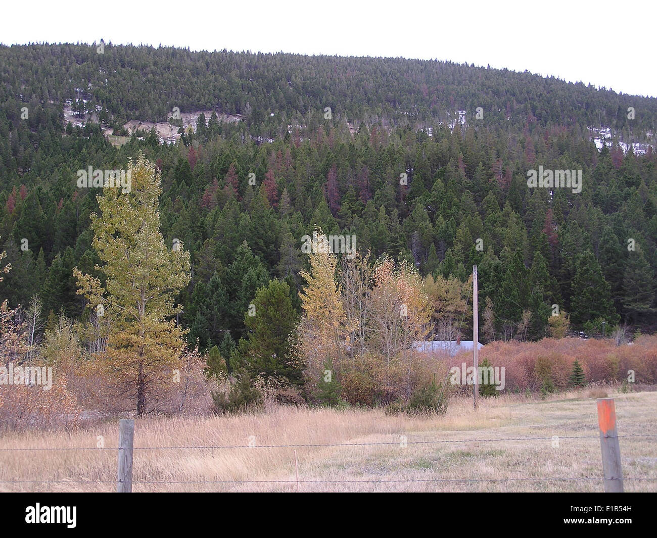 The Mountain Pine Beetle, a destructive pest, infests pine trees in the ...