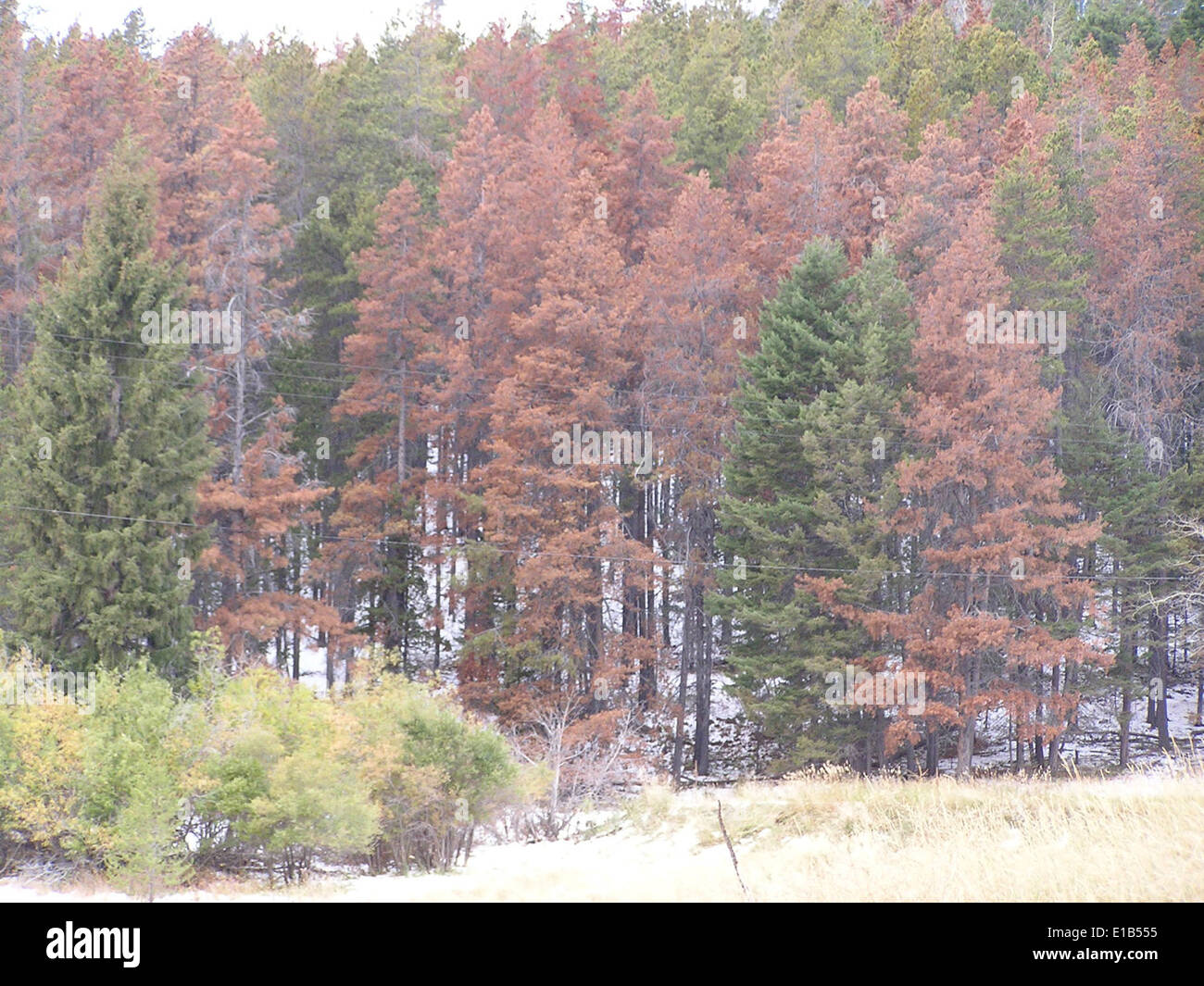 The Mountain Pine Beetle is a significant pest in forests such as the ...