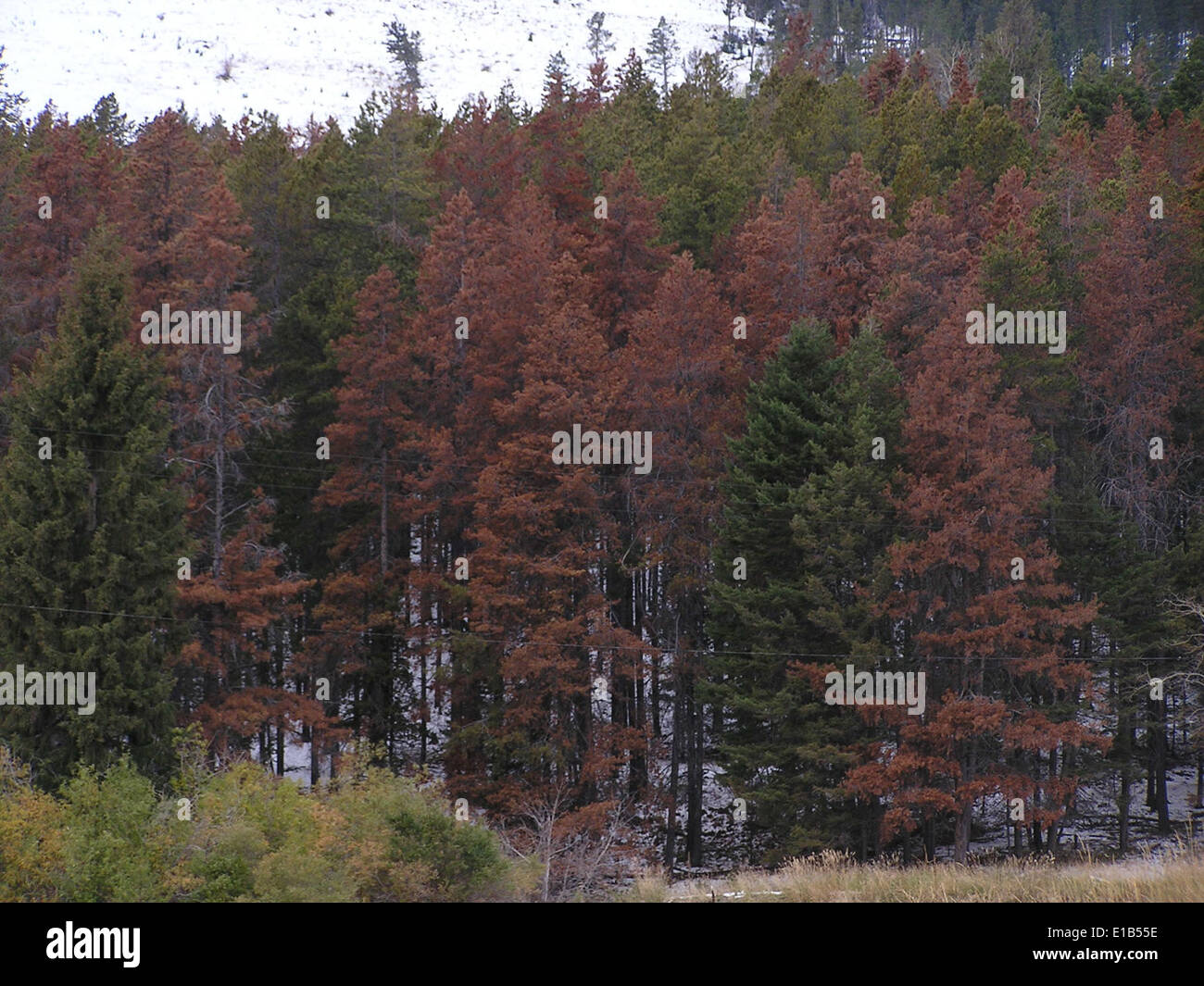 The Mountain Pine Beetle is a significant pest affecting pine forests ...