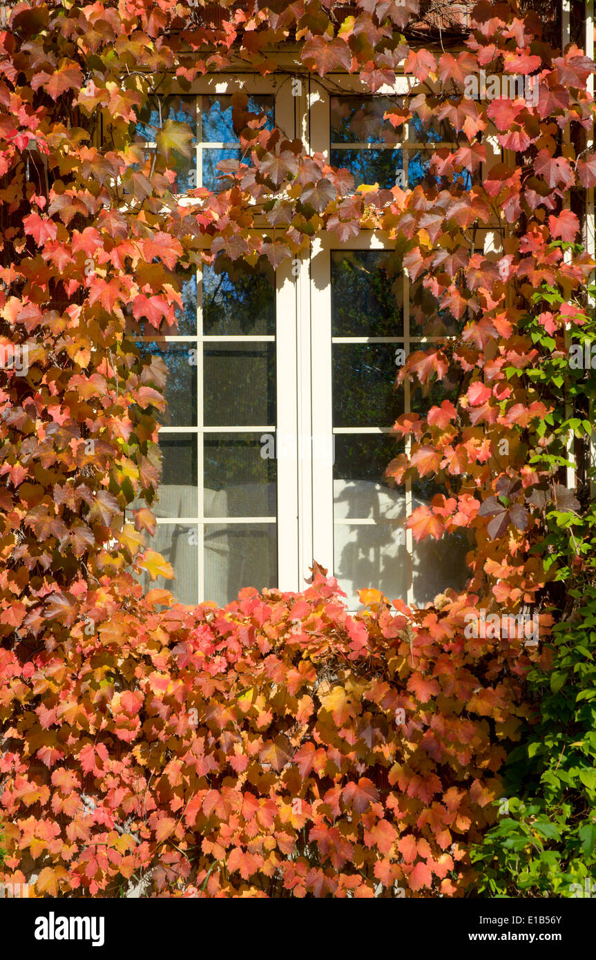 Vine leaves in autumn colours surrounding window Stock Photo - Alamy