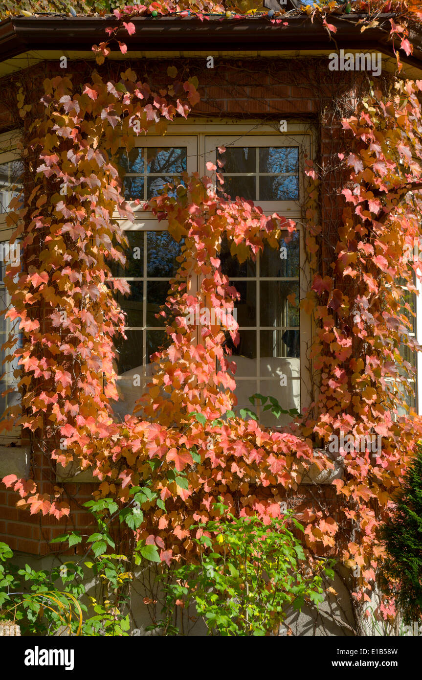 Vine leaves changing color hi-res stock photography and images - Alamy