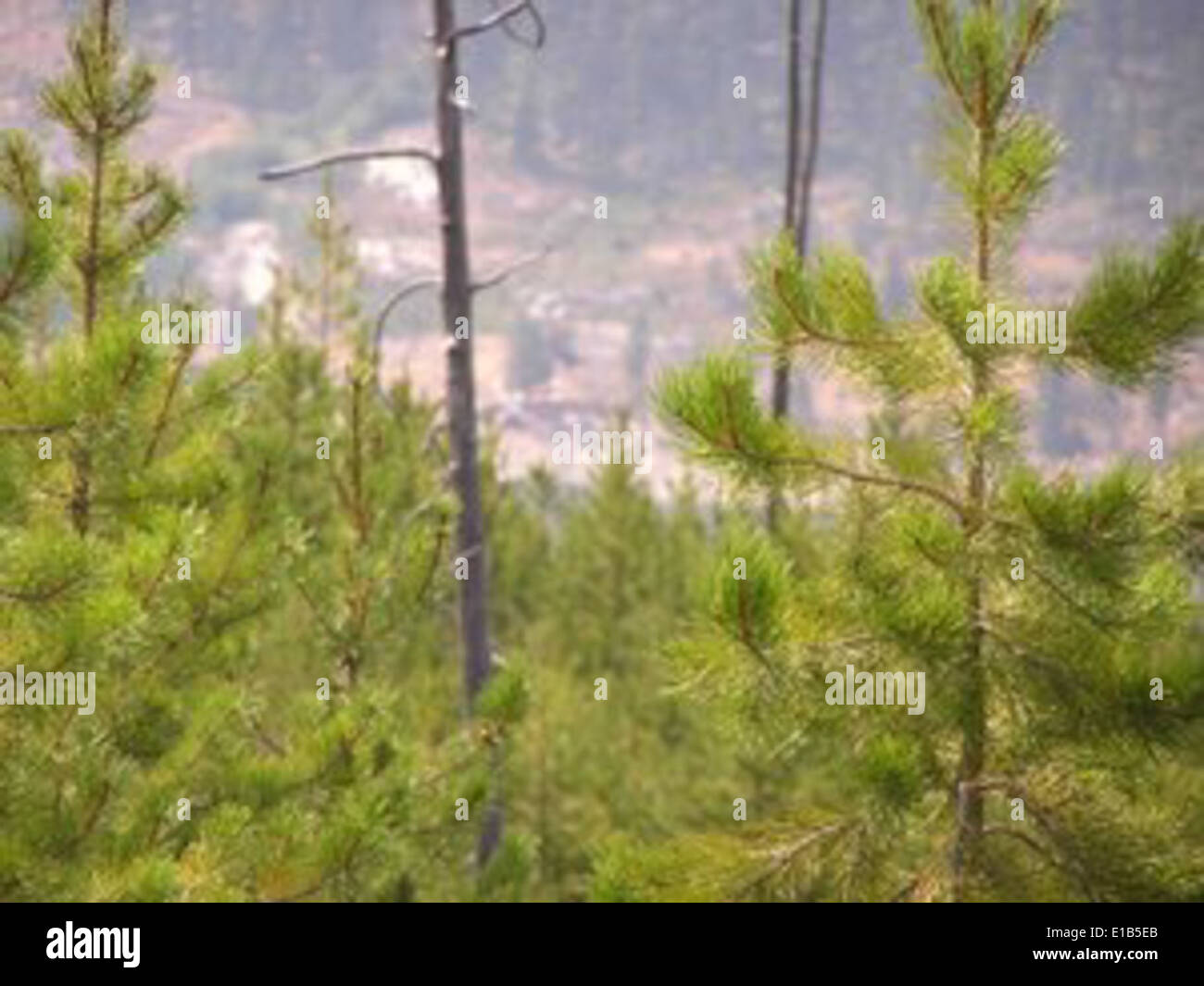 The Rockin Fire in Montana's Bitterroot National Forest has caused ...