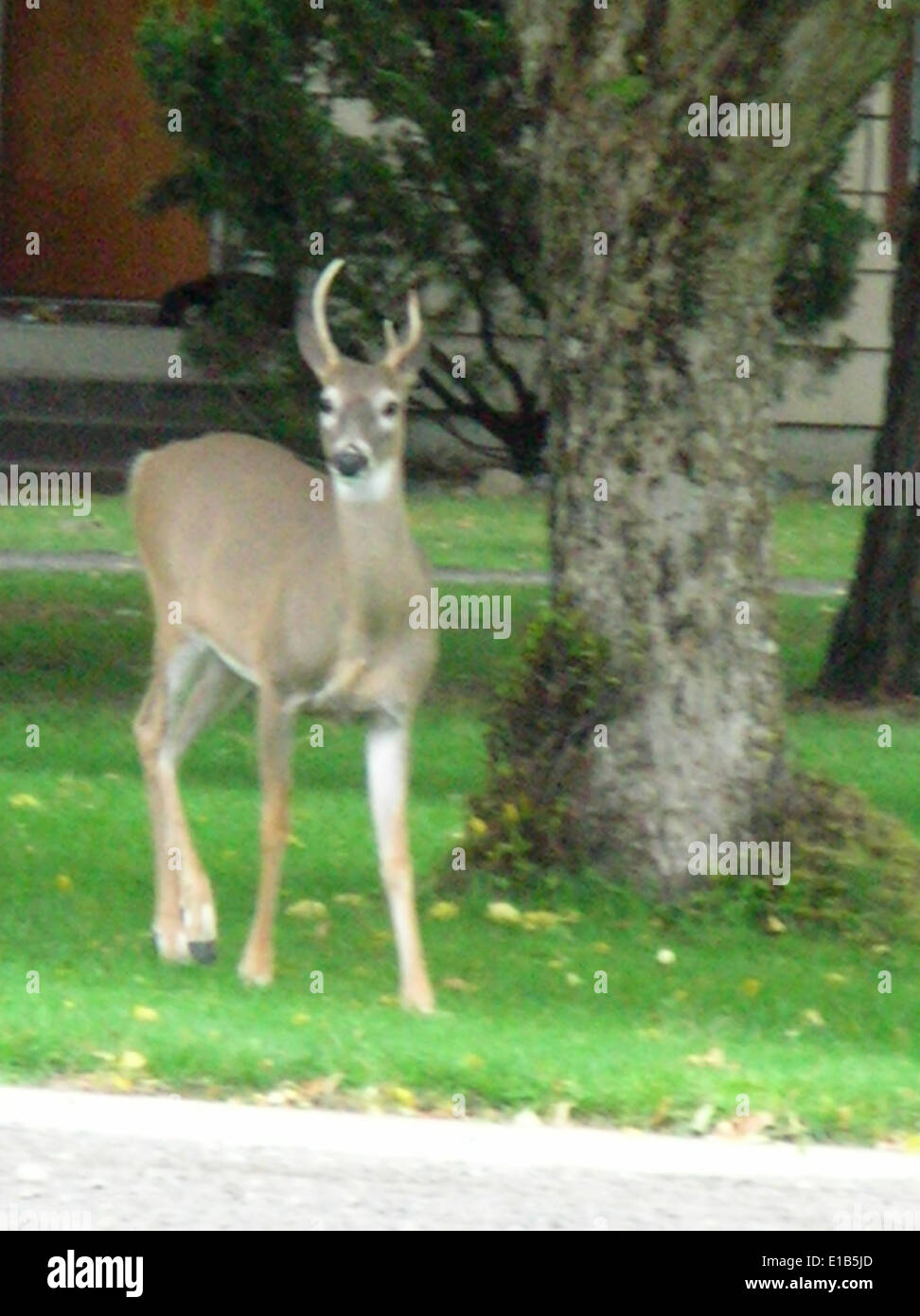 Deer roam freely within the Slate Creek Ranger District of the Nez ...