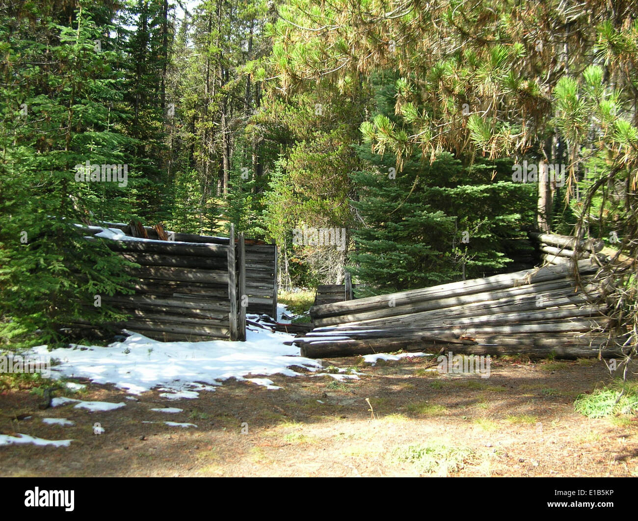 Old Forest Homestead Stock Photo - Alamy