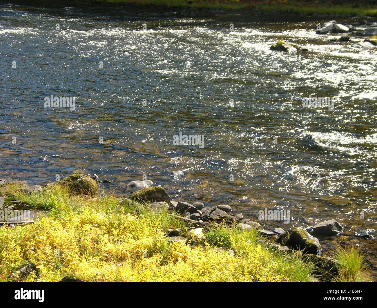 The Selway River flows through the Nez Perce National Forest in Idaho ...