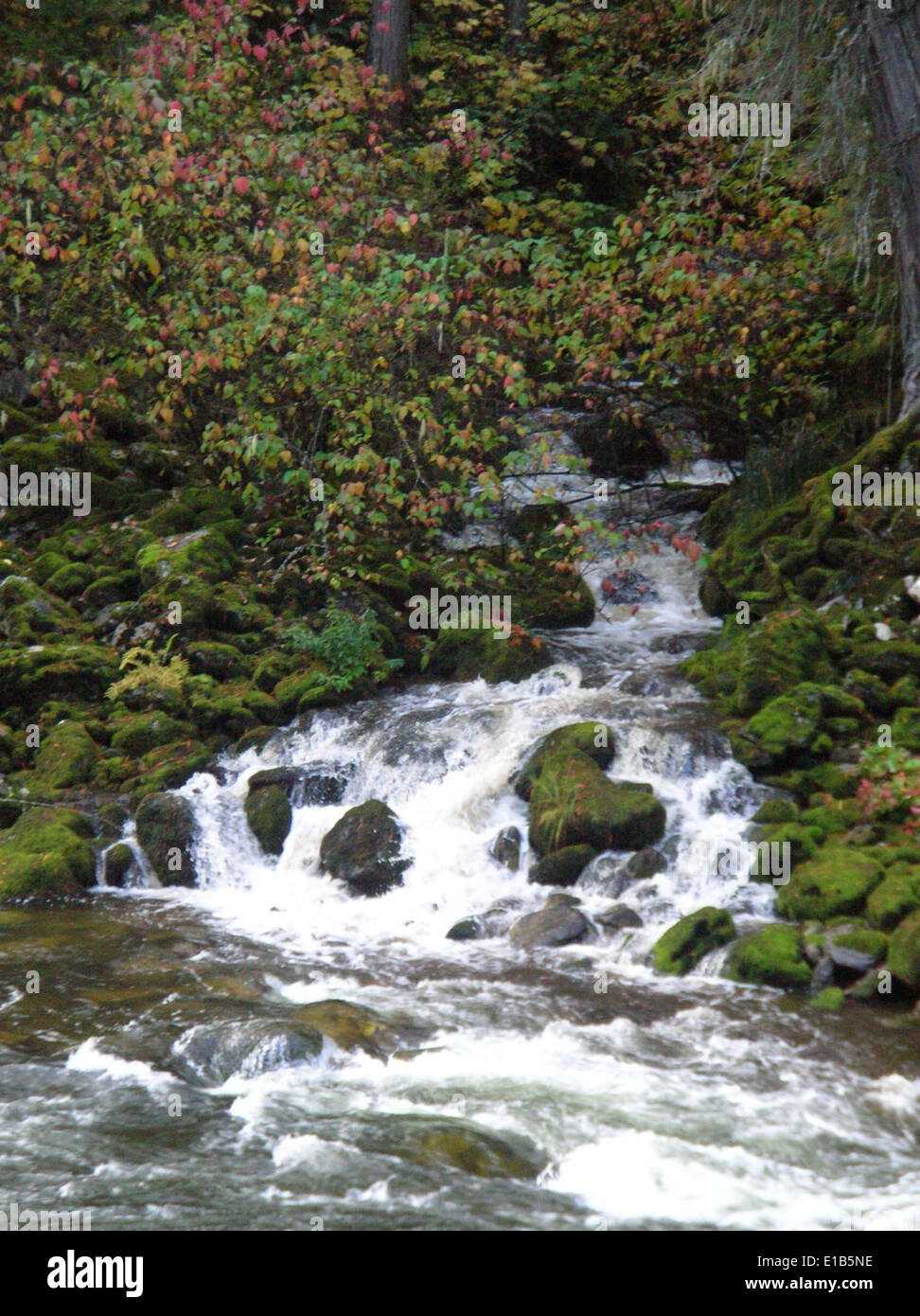 The Selway River flows through the Nez Perce National Forest in Idaho ...