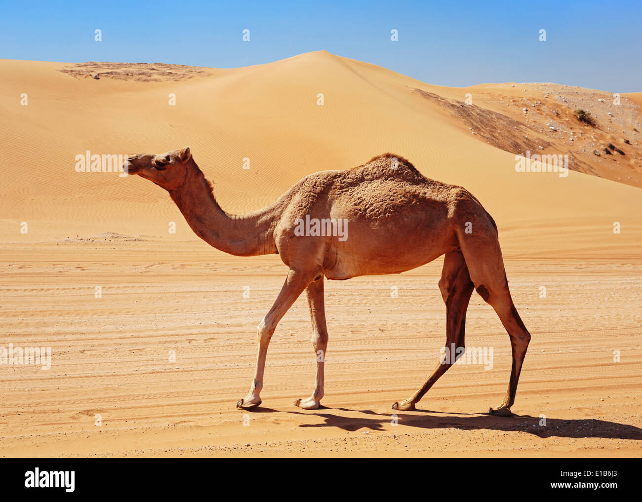 camel in the desert Stock Photo - Alamy