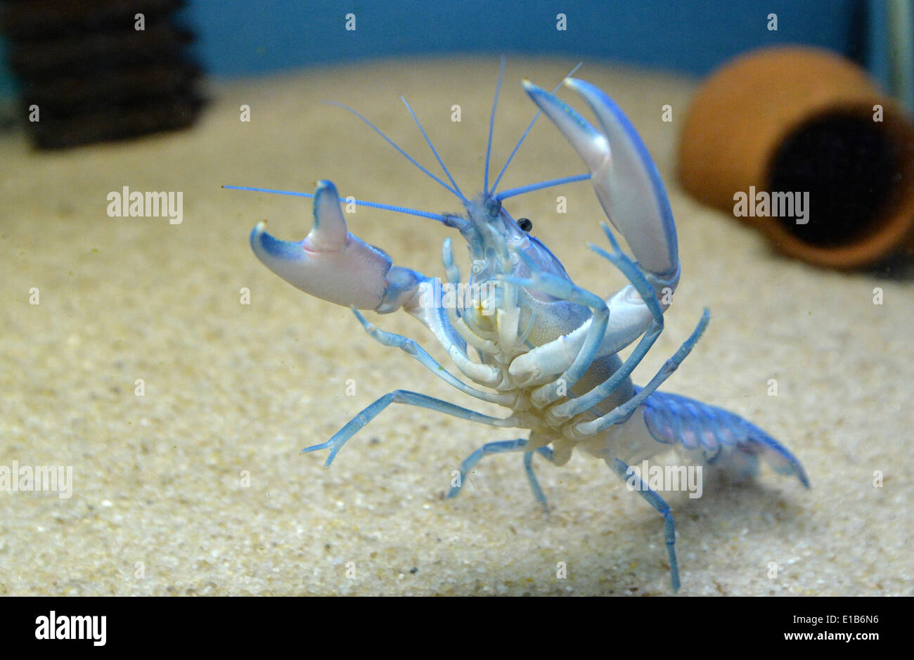 Procambarus alleni hi-res stock photography and images - Alamy