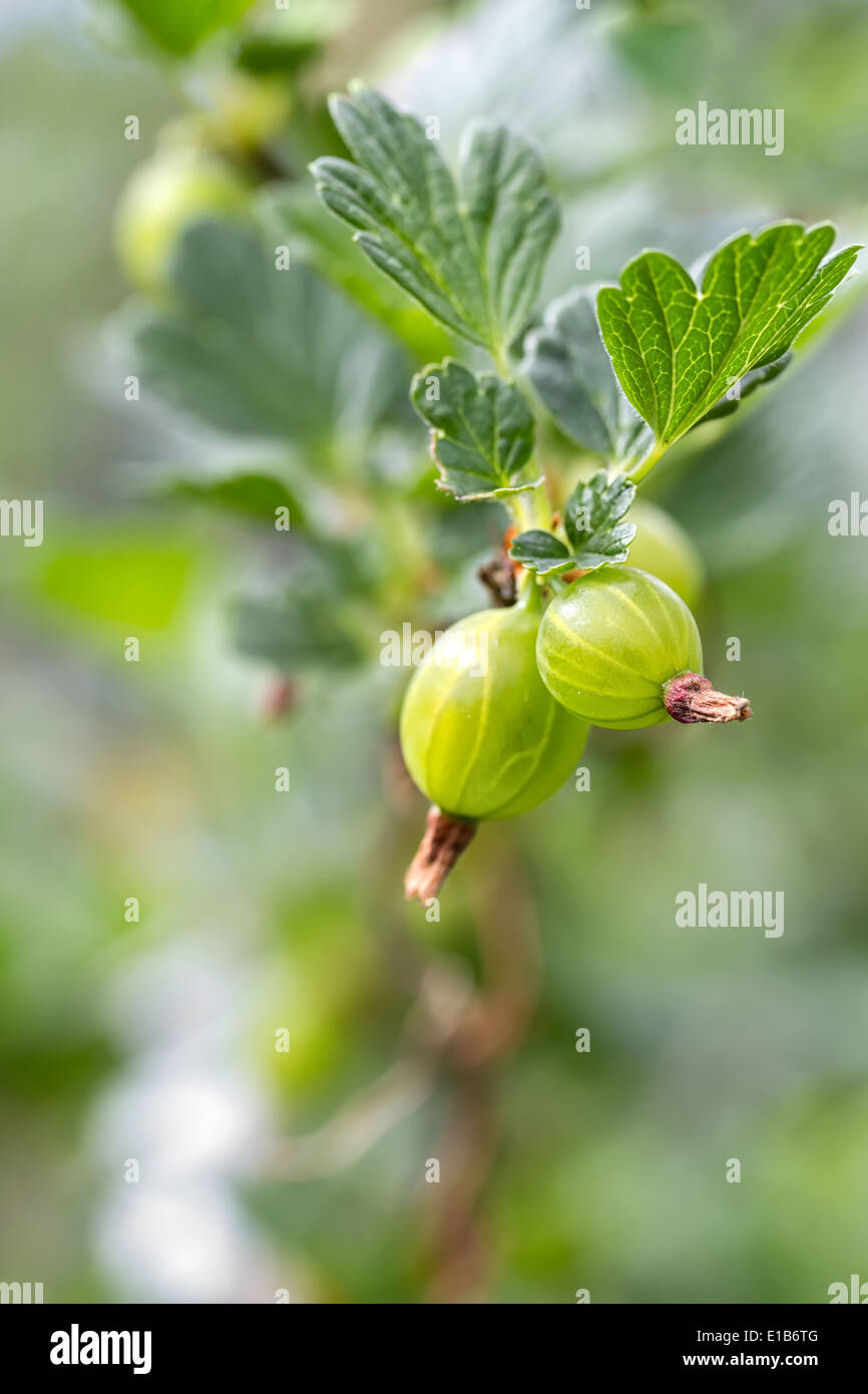 Green gooseberries bush leaf hi-res stock photography and images - Alamy
