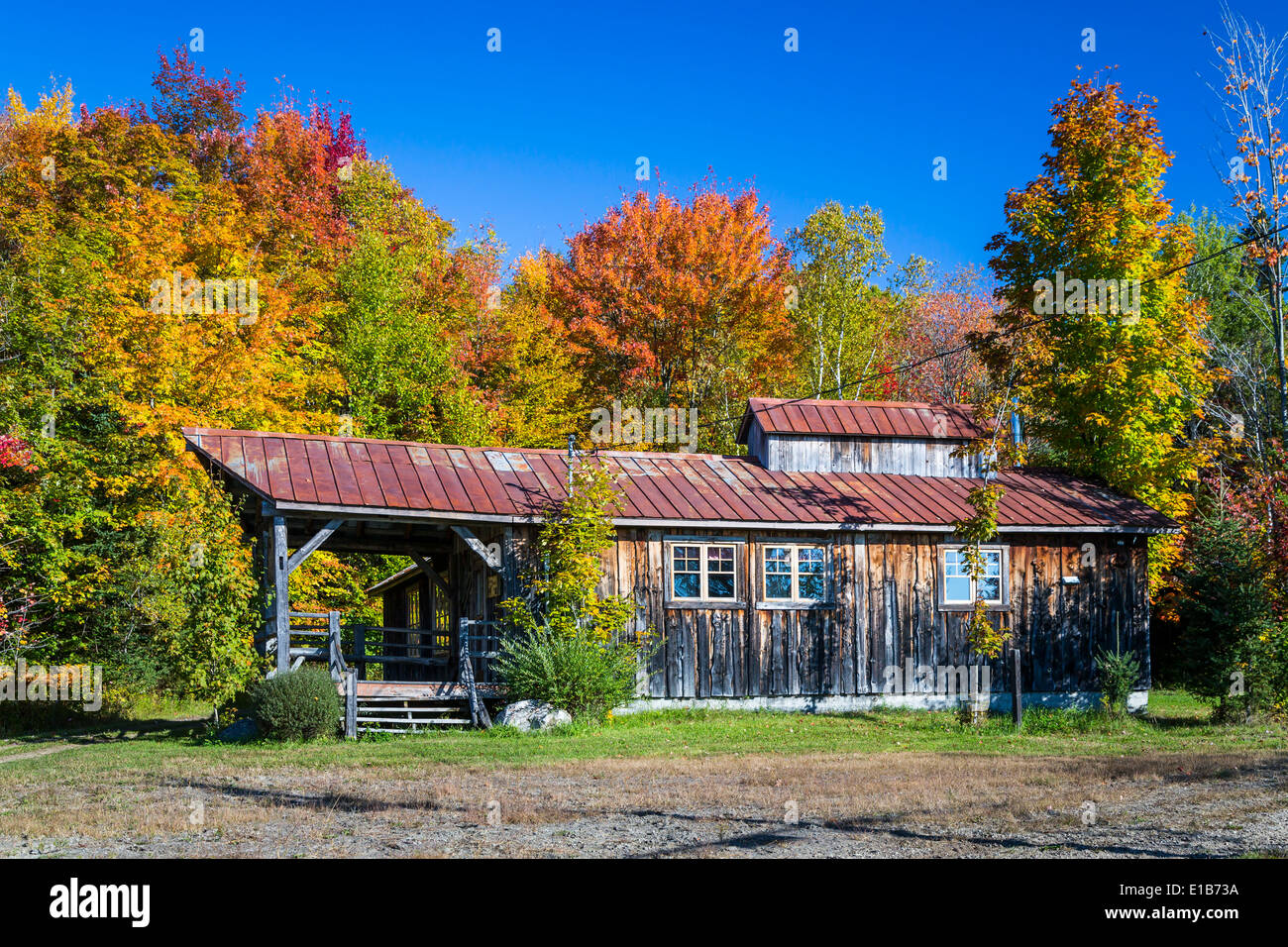 A sugar shack in a maple tree forest with fall foliage color near ...