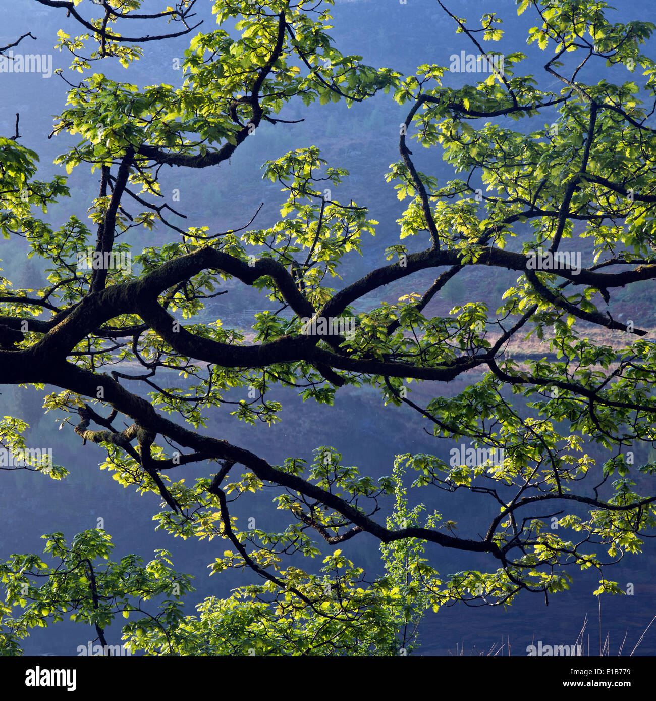 Scenic landscape tree branches hi-res stock photography and images - Alamy