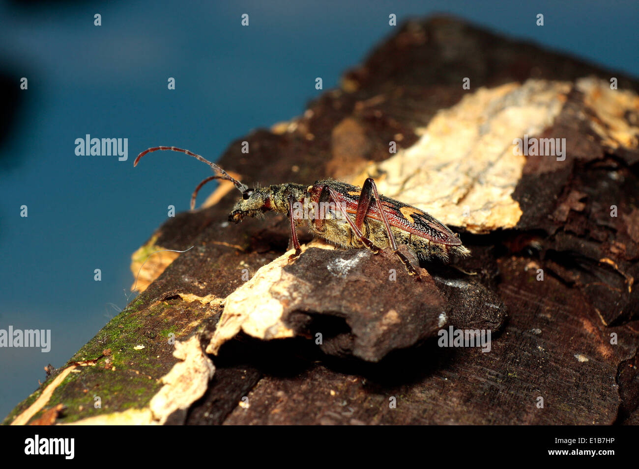 Two Banded Longhorn Beetle Stock Photo - Alamy