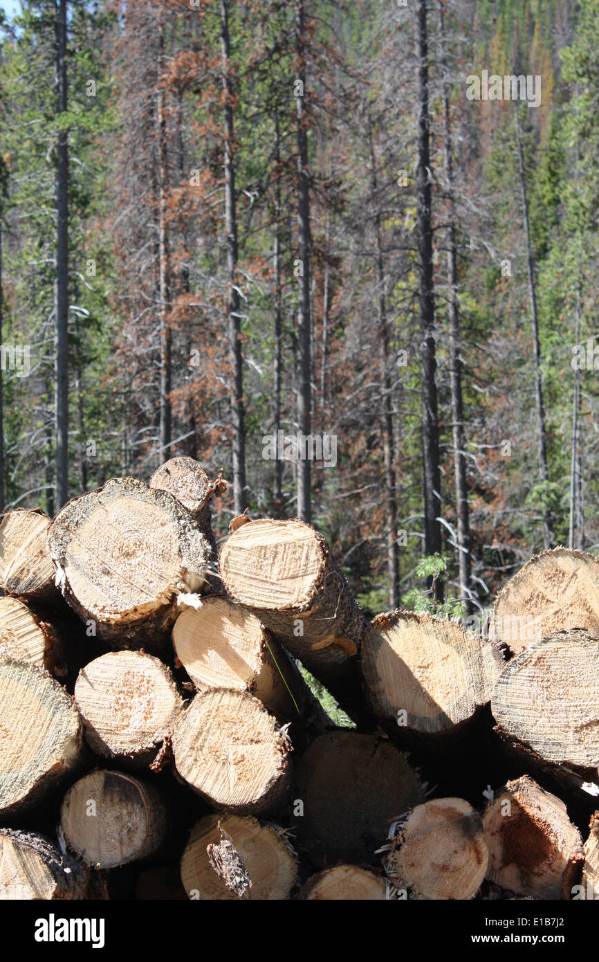In Montana’s Northern Region, the U.S. Forest Service is removing ...