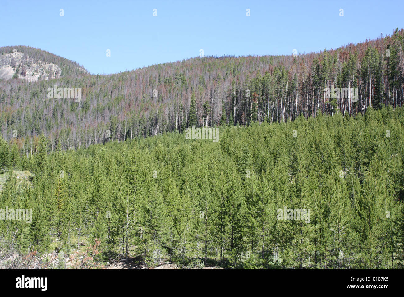 The Mountain Pine Beetle outbreak in Montana's Beaverhead-Deerlodge ...