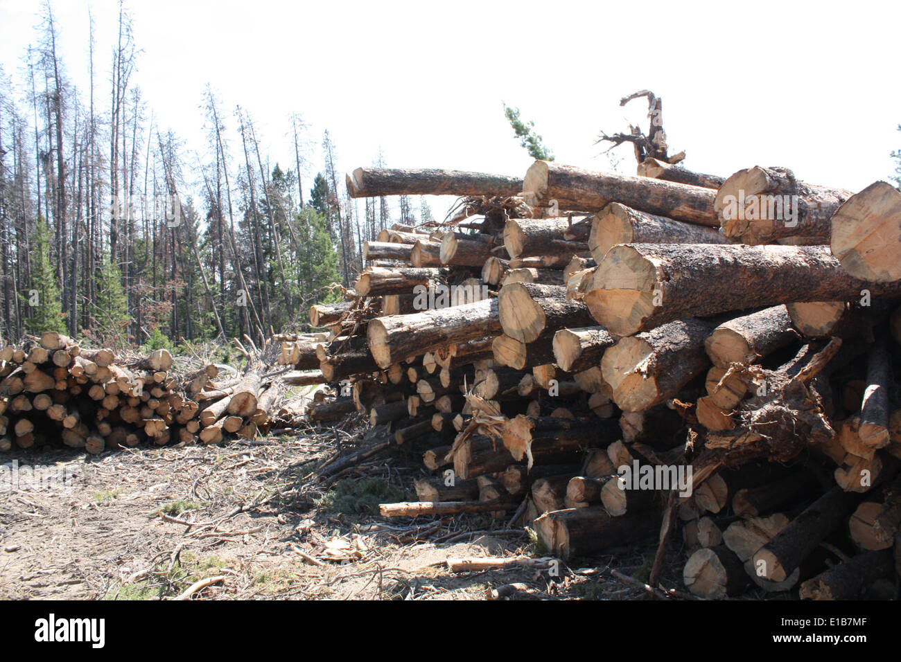 Tree hazard removal hi-res stock photography and images - Alamy