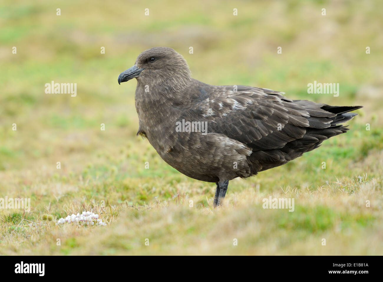 Southern skua hi-res stock photography and images - Alamy