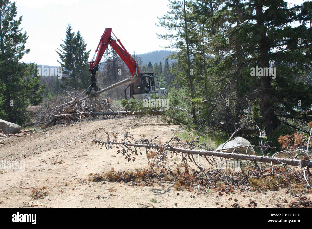 Hazardous trees, affected by the mountain pine beetle, are being ...