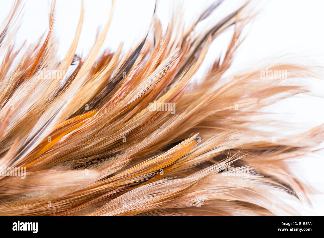 feather duster isolated on white Stock Photo - Alamy