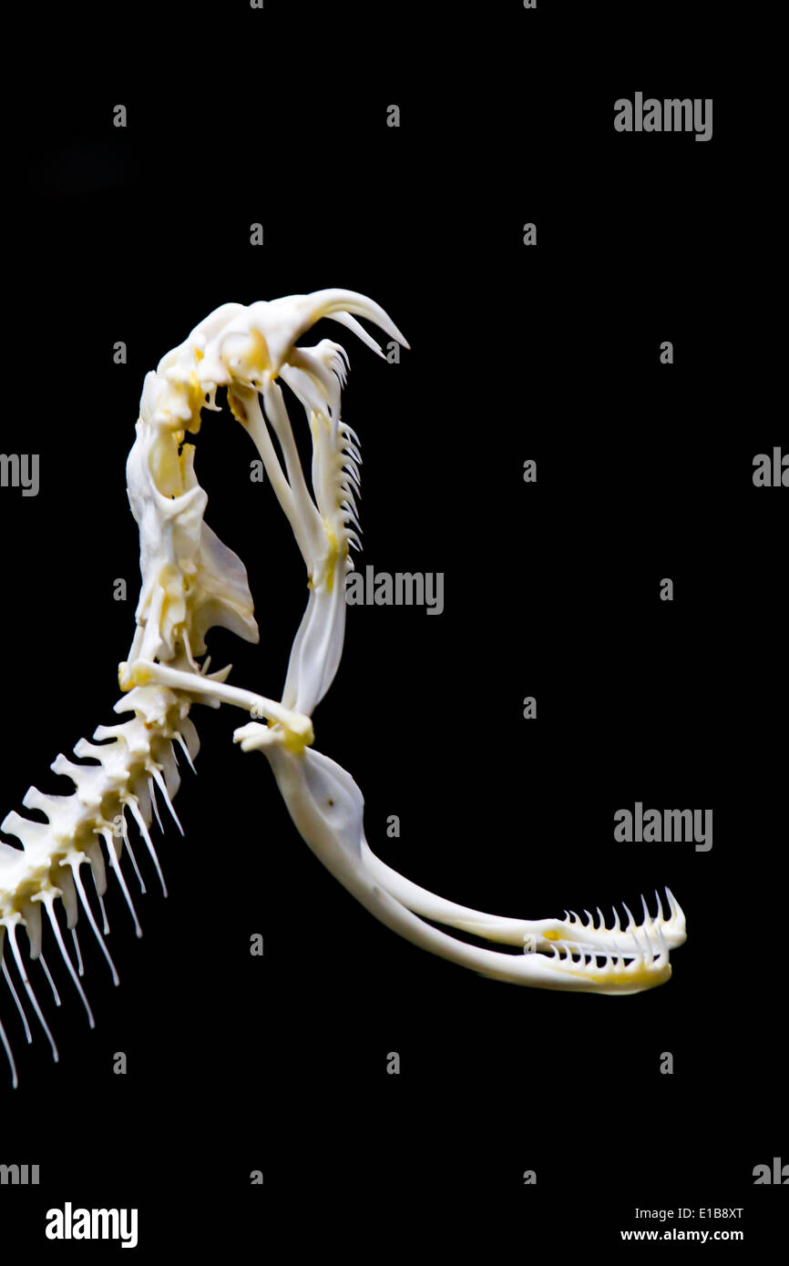 Viper head skeleton Stock Photo - Alamy