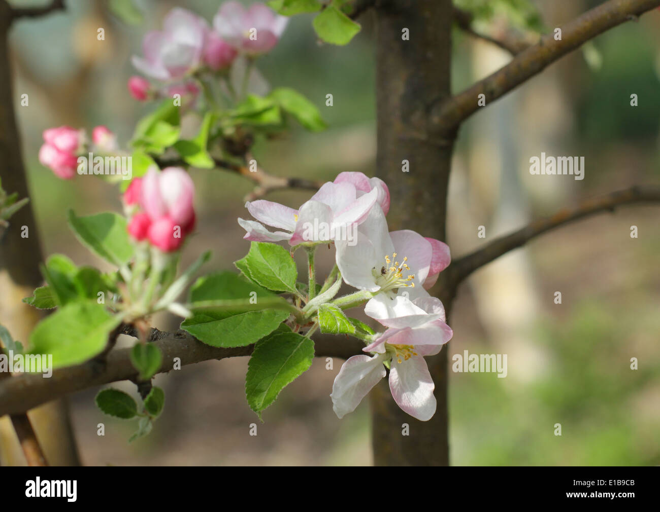 Blooming apple tree in the garden in spring Stock Photo - Alamy