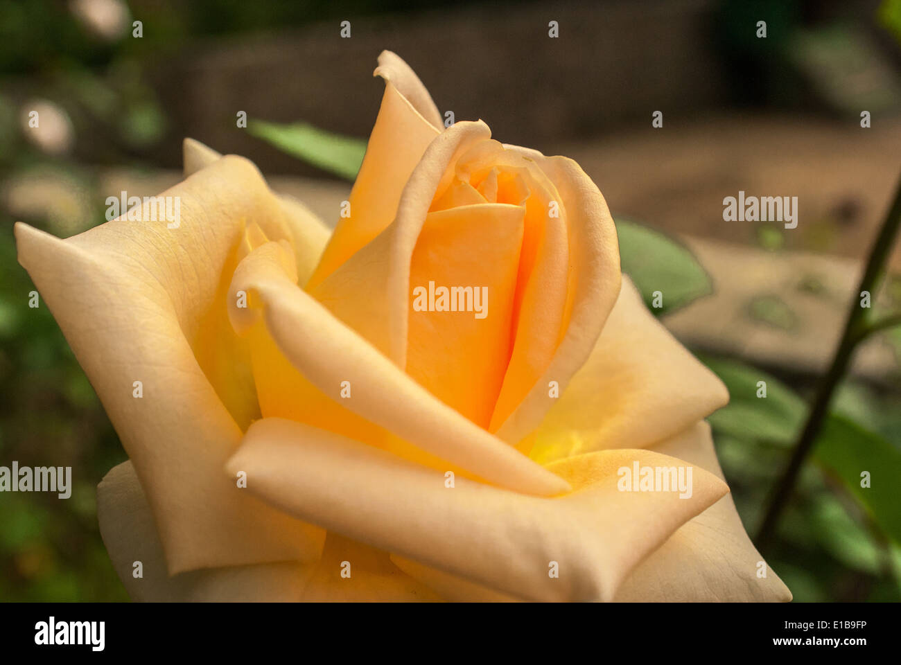 yellow rose close up Stock Photo - Alamy
