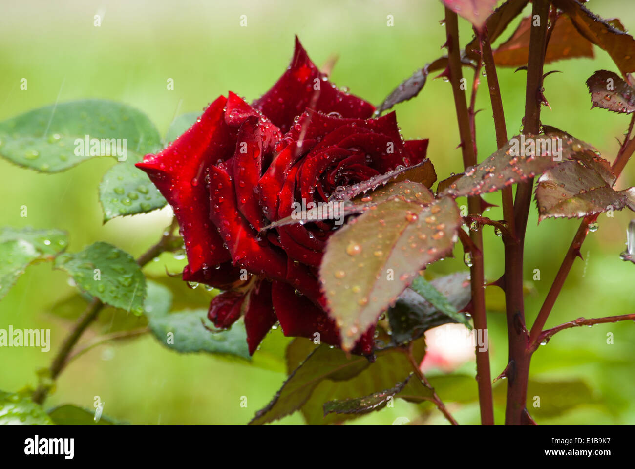 red rose with water drops Stock Photo - Alamy