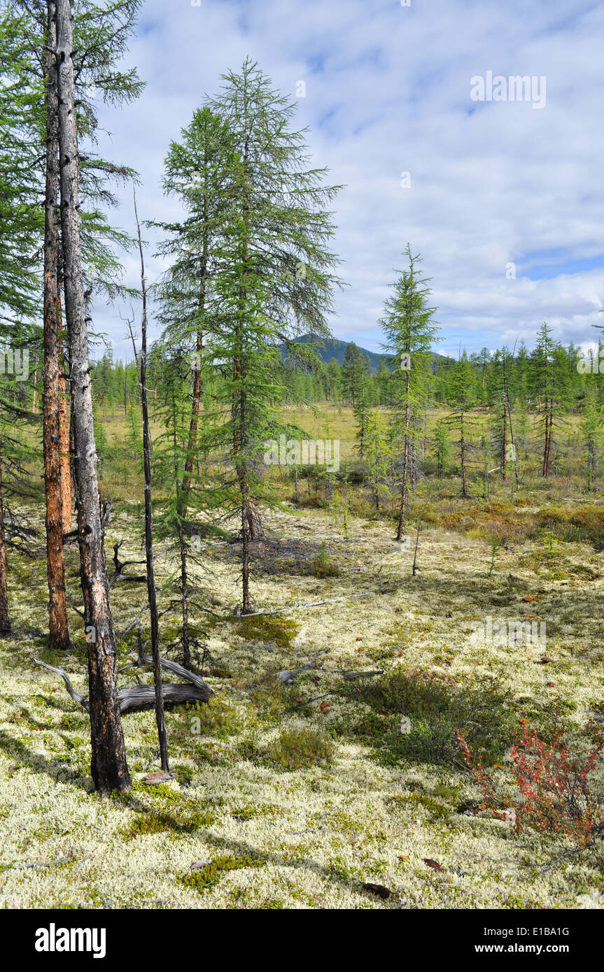 Waterlogged edge of the larch taiga in Yakutia. Ridge Suntar-khayata ...