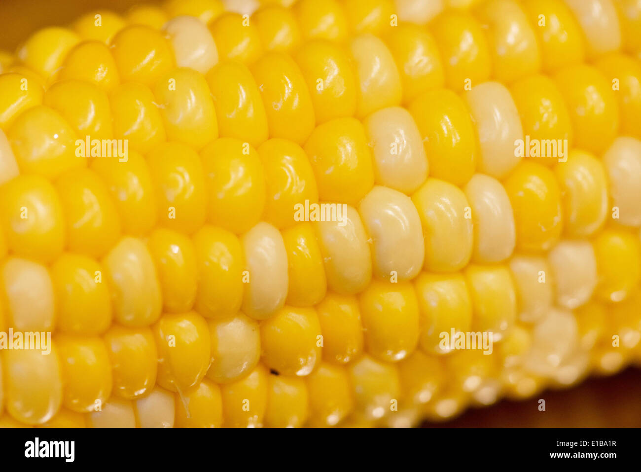 Yellow maize in India Stock Photo - Alamy