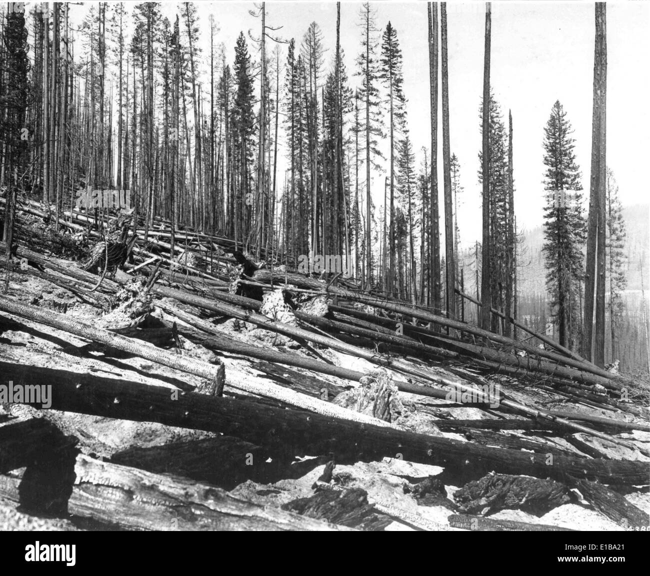 The aftermath of the 1910 fires reshaped vast areas of forest and land ...