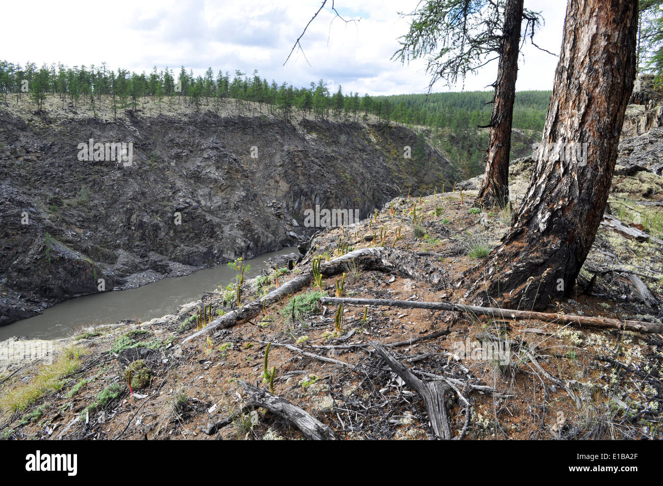 Canyon of the mountain river in Yakutia. Ridge Suntar-khayata, river ...