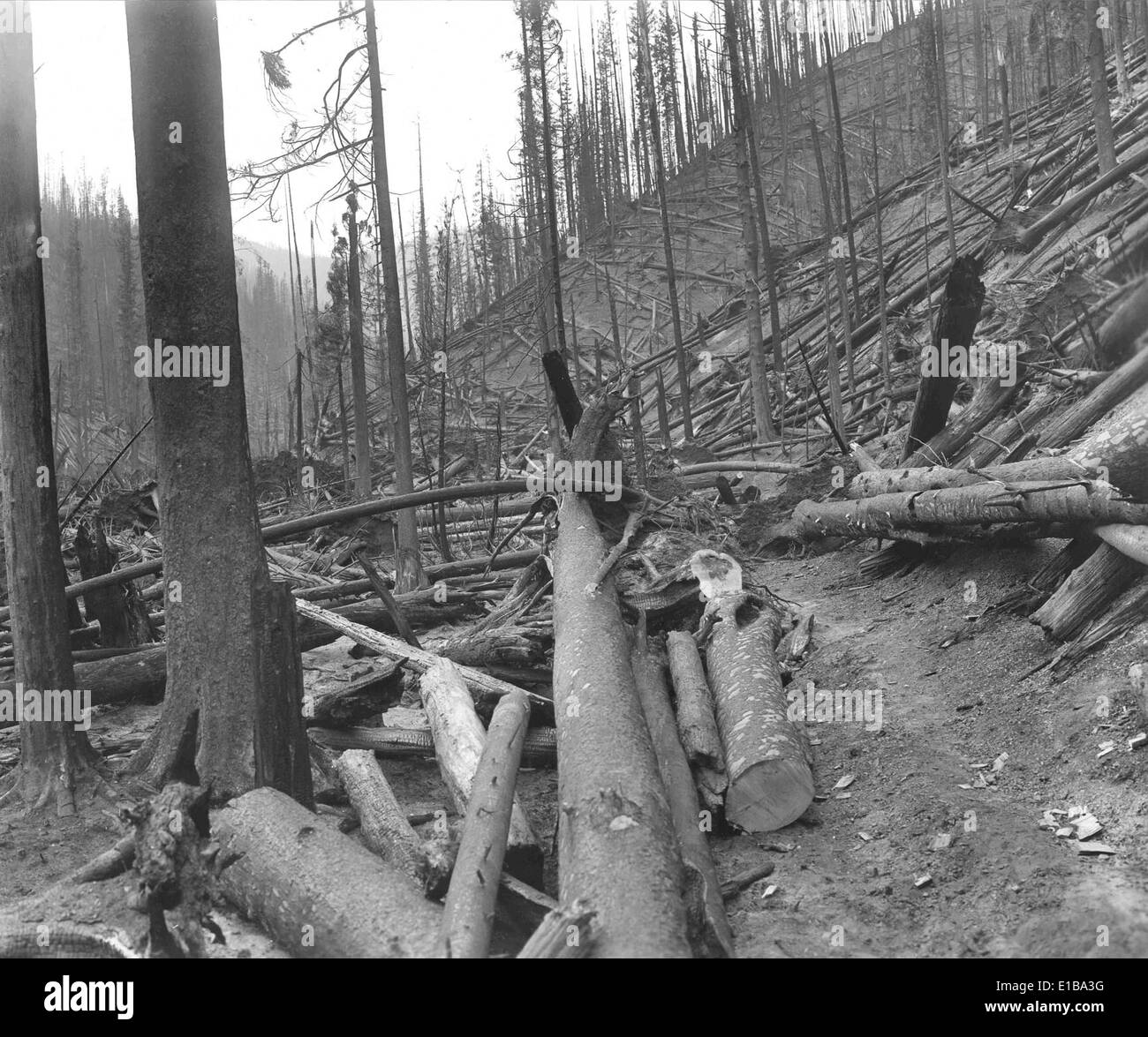 The catastrophic 1910 forest fires shaped the future of forest ...