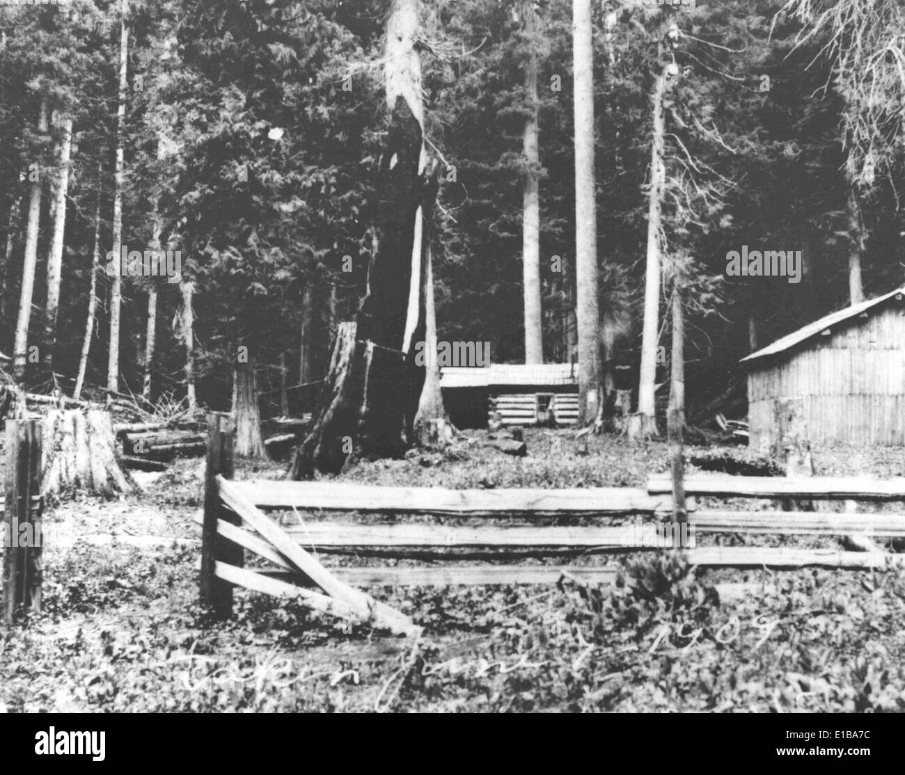 The aftermath of the 1910 fires shows the devastating effects of large ...