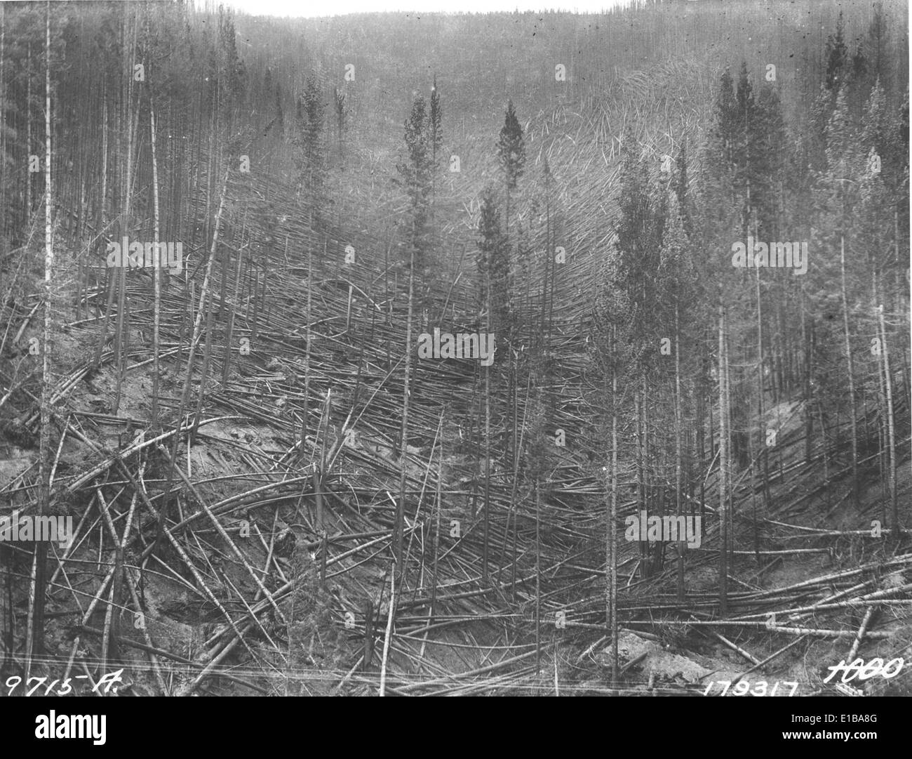The aftermath of the 1910 Fires, which were a series of large wildfires ...