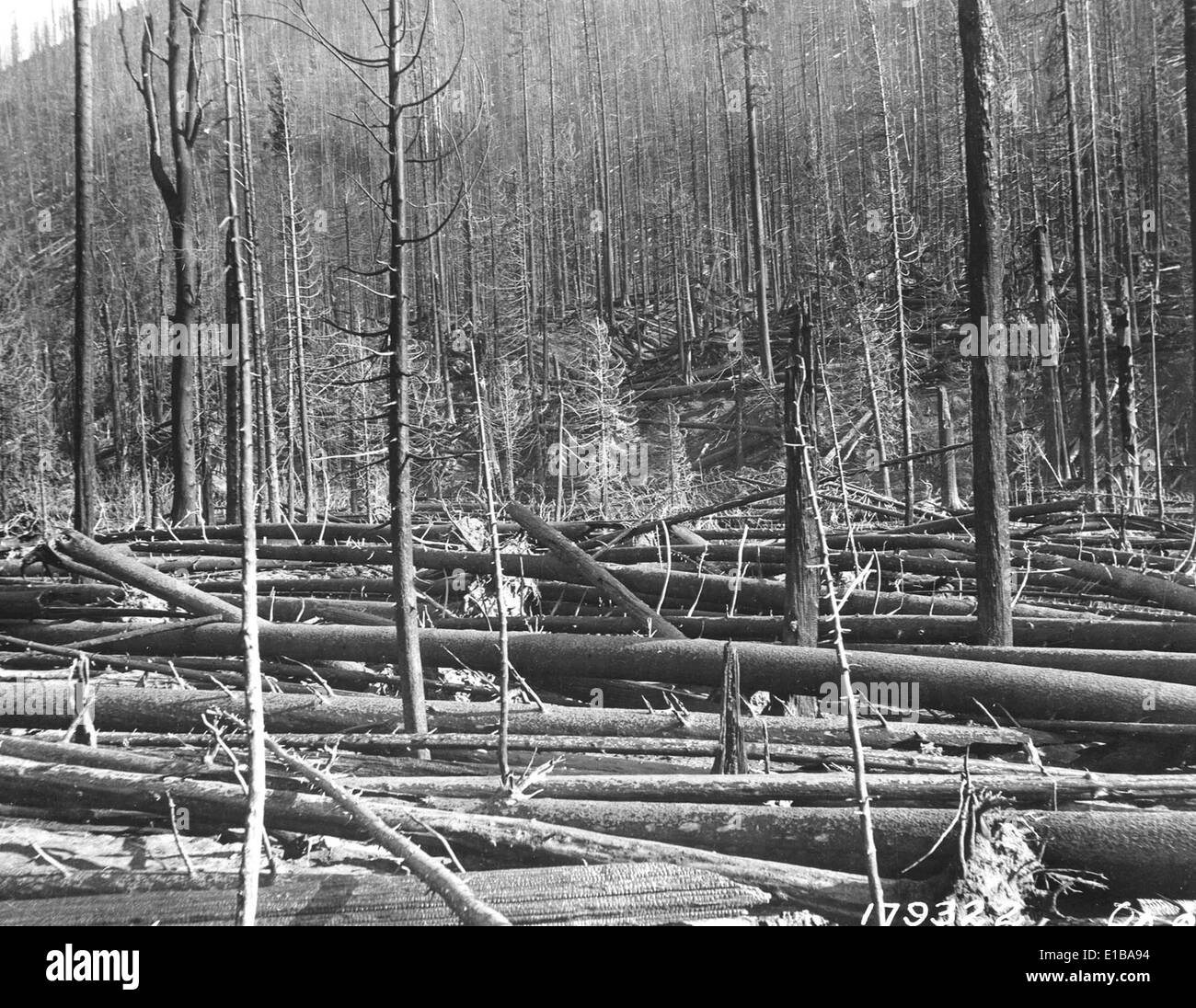 The aftermath of the 1910 Fires reveals the extent of devastation to ...