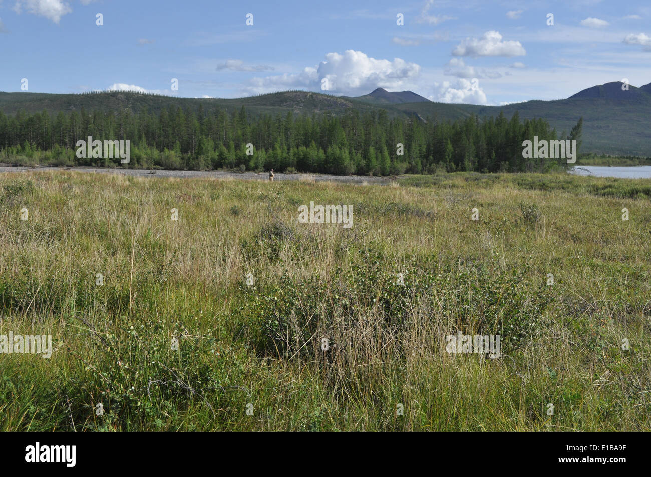 Northern landscape. Swampy plain under the blue sky with rare trees and ...