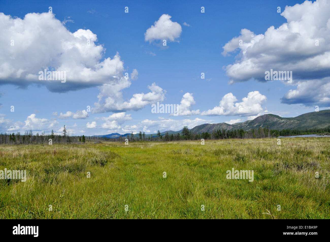 Northern landscape. Swampy plain under the blue sky with rare trees and ...