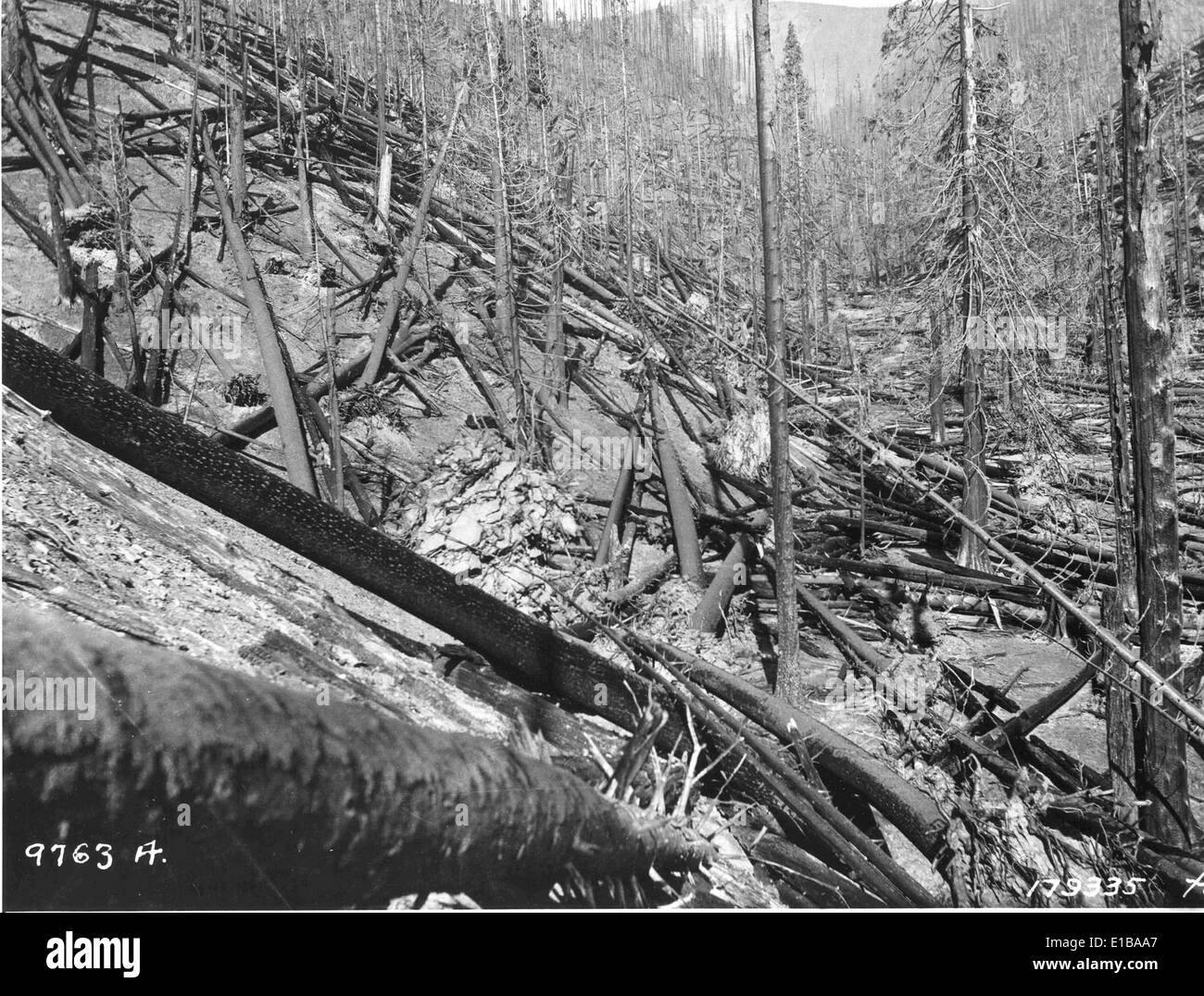 The aftermath of the 1910 Fires, one of the most significant wildfires ...
