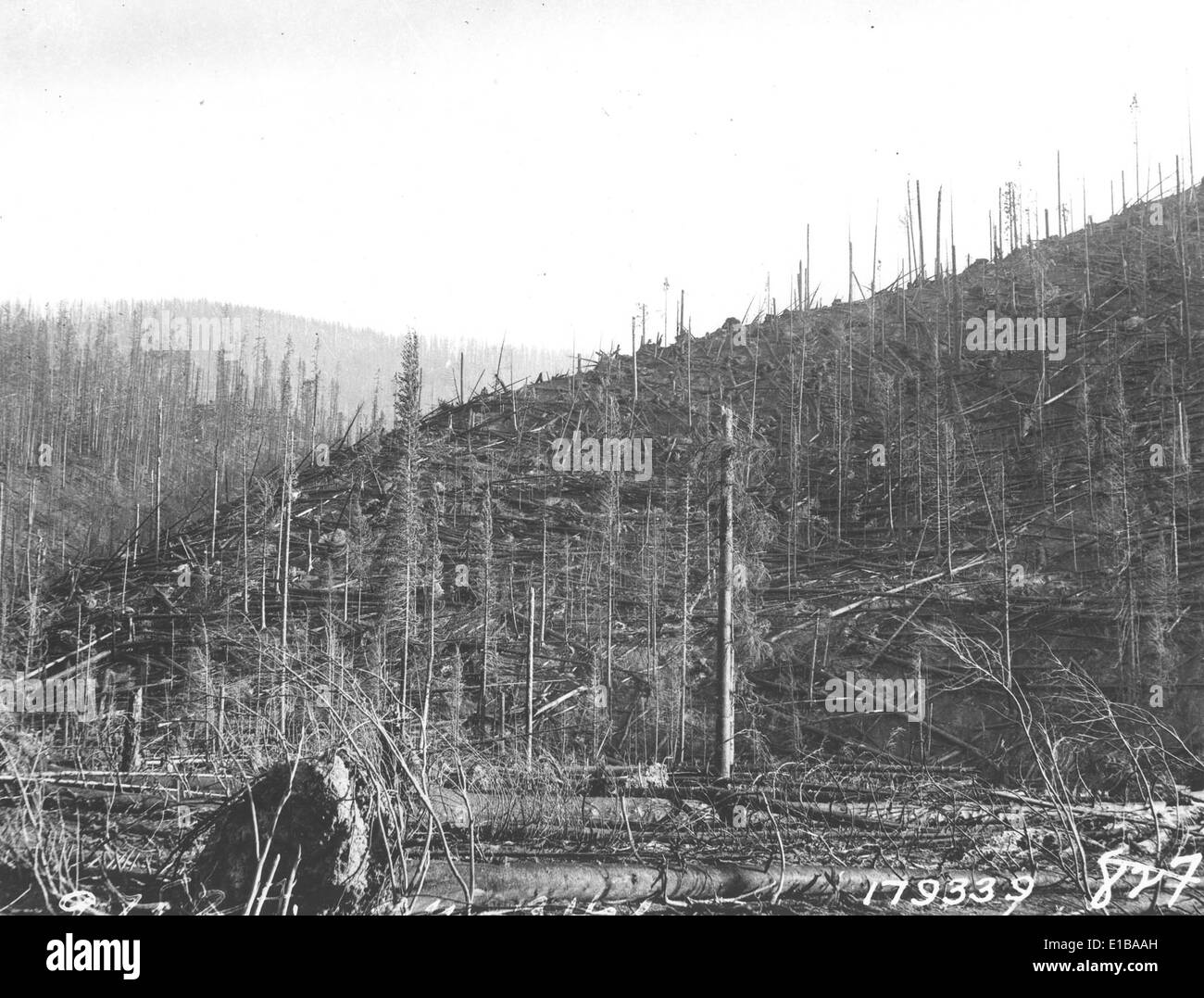 The aftermath of the 1910 Fires, one of the largest wildfires in U.S ...