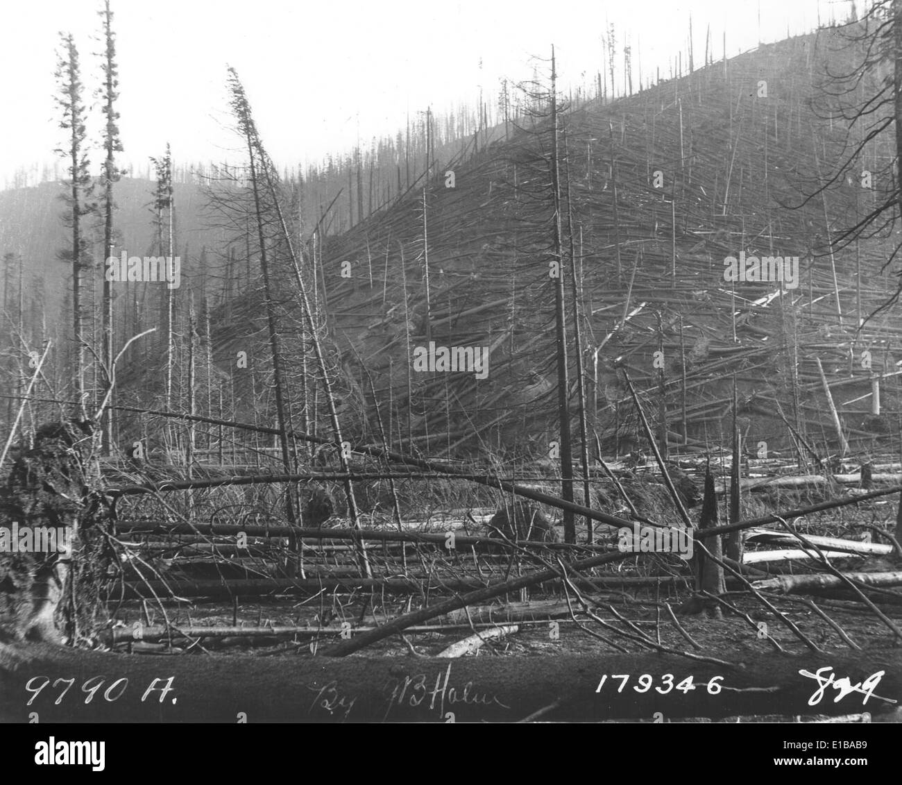 The 1910 Fires, one of the largest wildfires in U.S. history, left a ...