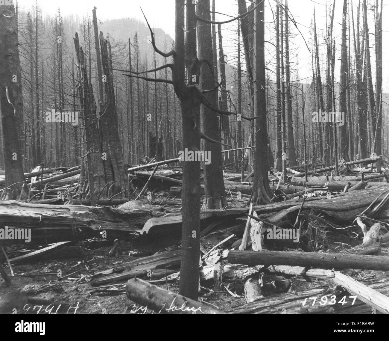 The aftermath of the 1910 fires, one of the largest wildfires in U.S ...