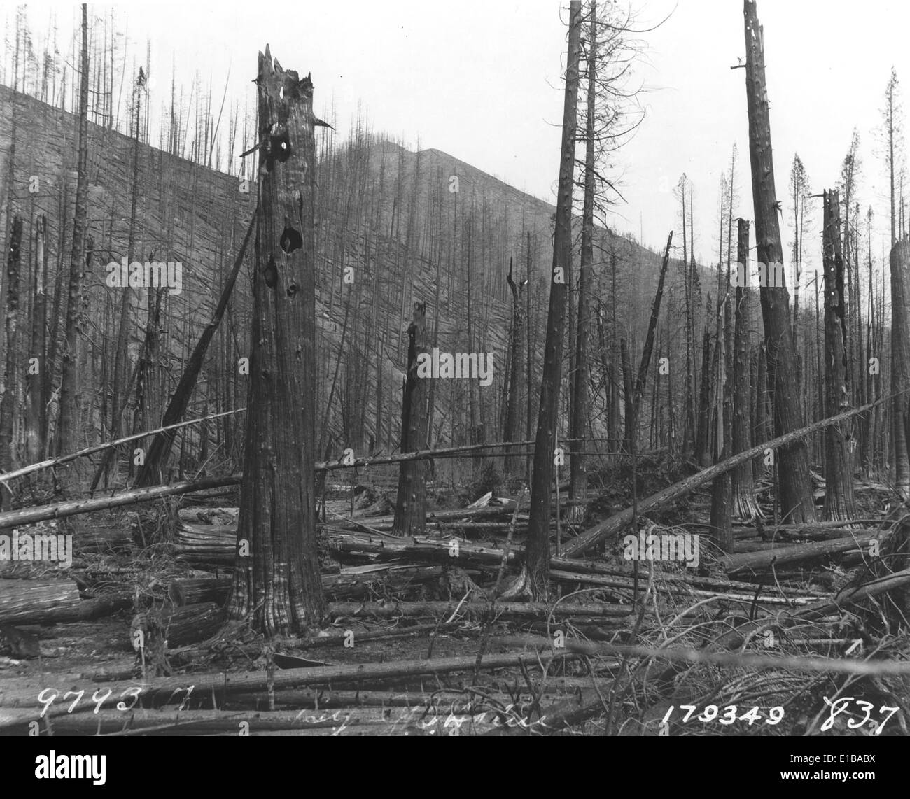 The aftermath of the 1910 Fires in the U.S. left a significant impact ...
