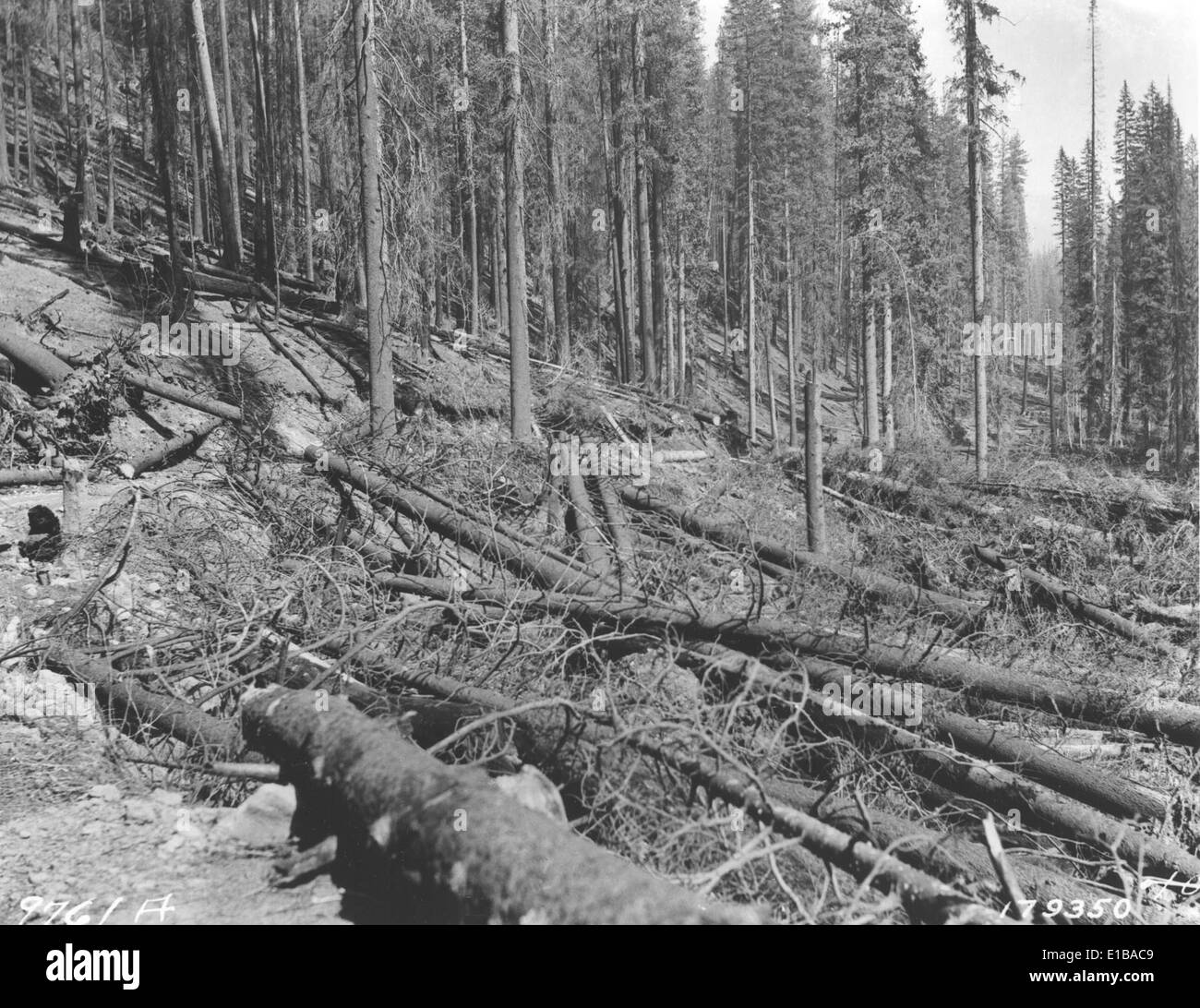 The 1910 Fires were a series of wildfires that devastated large areas ...