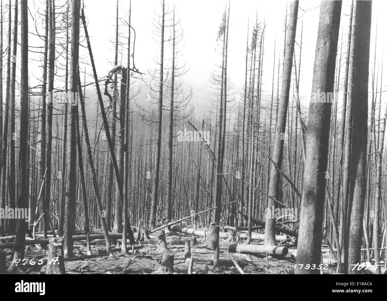 The 1910 Fires, one of the largest wildfire events in U.S. history ...
