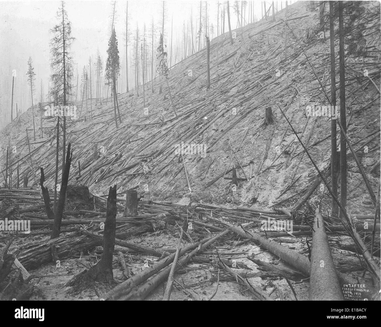 The aftermath of the 1910 fires, one of the largest wildfires in U.S ...