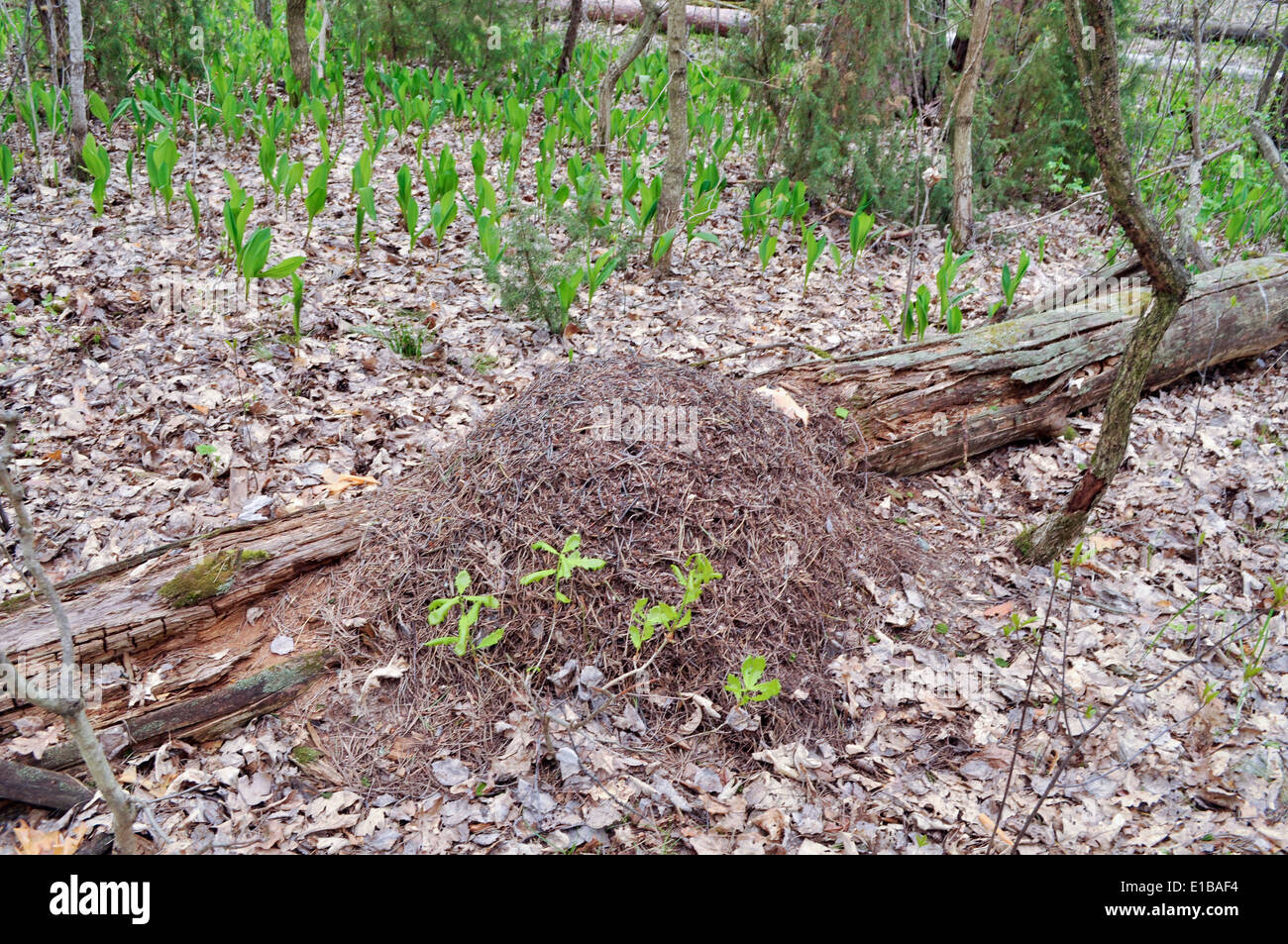 The national Park "Ryazan Meshera", Russian Federation. The ant hill in ...