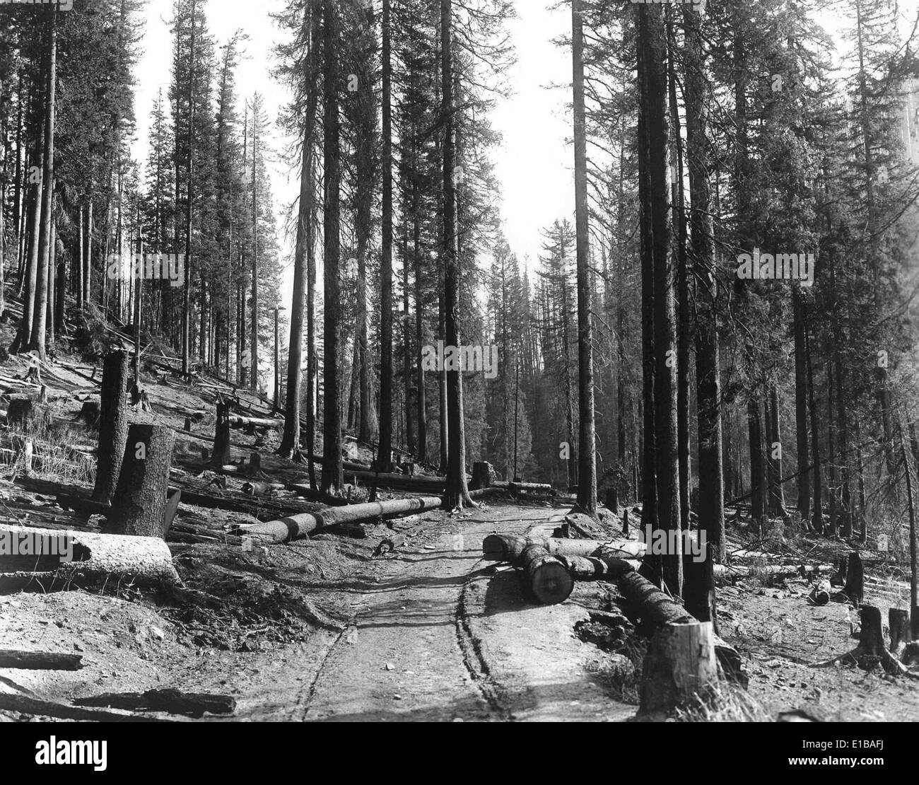 The 1910 fires were among the largest wildfires in U.S. history ...