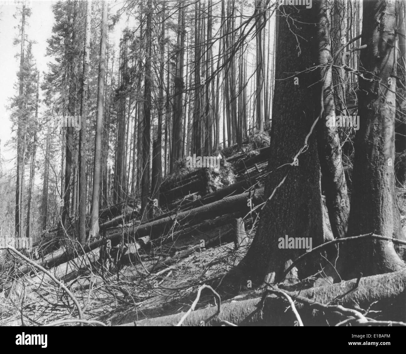 Impact of wildfires Black and White Stock Photos & Images - Alamy