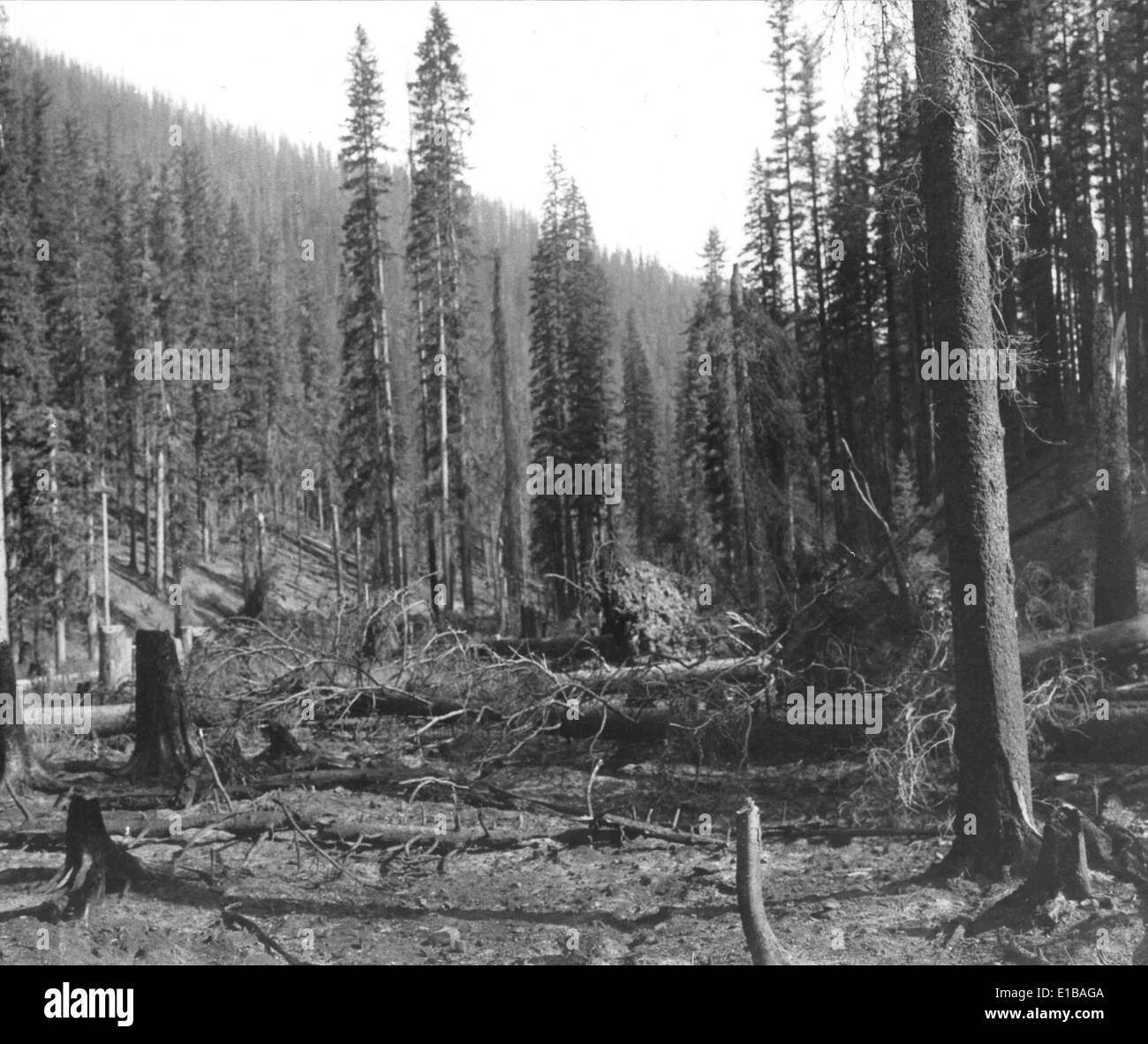 The aftermath of the 1910 Fires, one of the largest wildfires in U.S ...