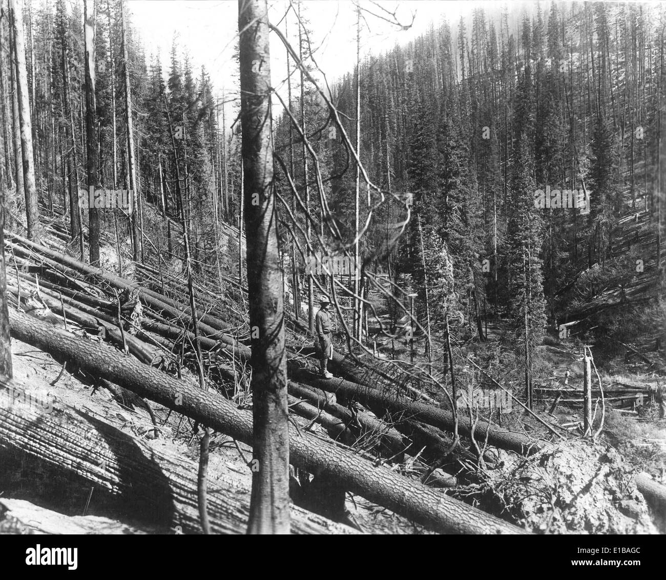 The 1910 fires were some of the largest wildfires in U.S. history ...